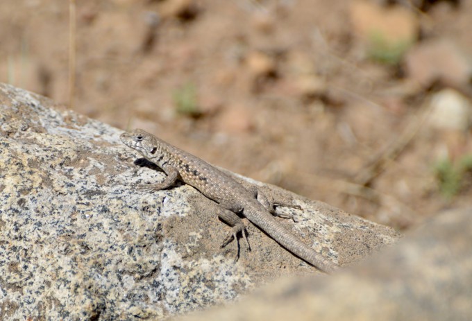 Flora y Fauna Yerba Loca